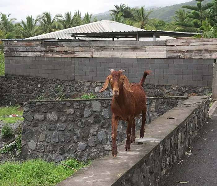 Le cabri avec Reunionweb